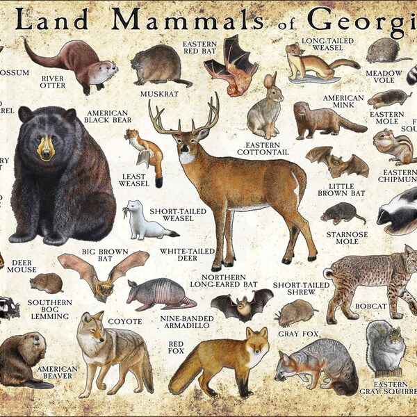 Animal Guide Art - Etsy
