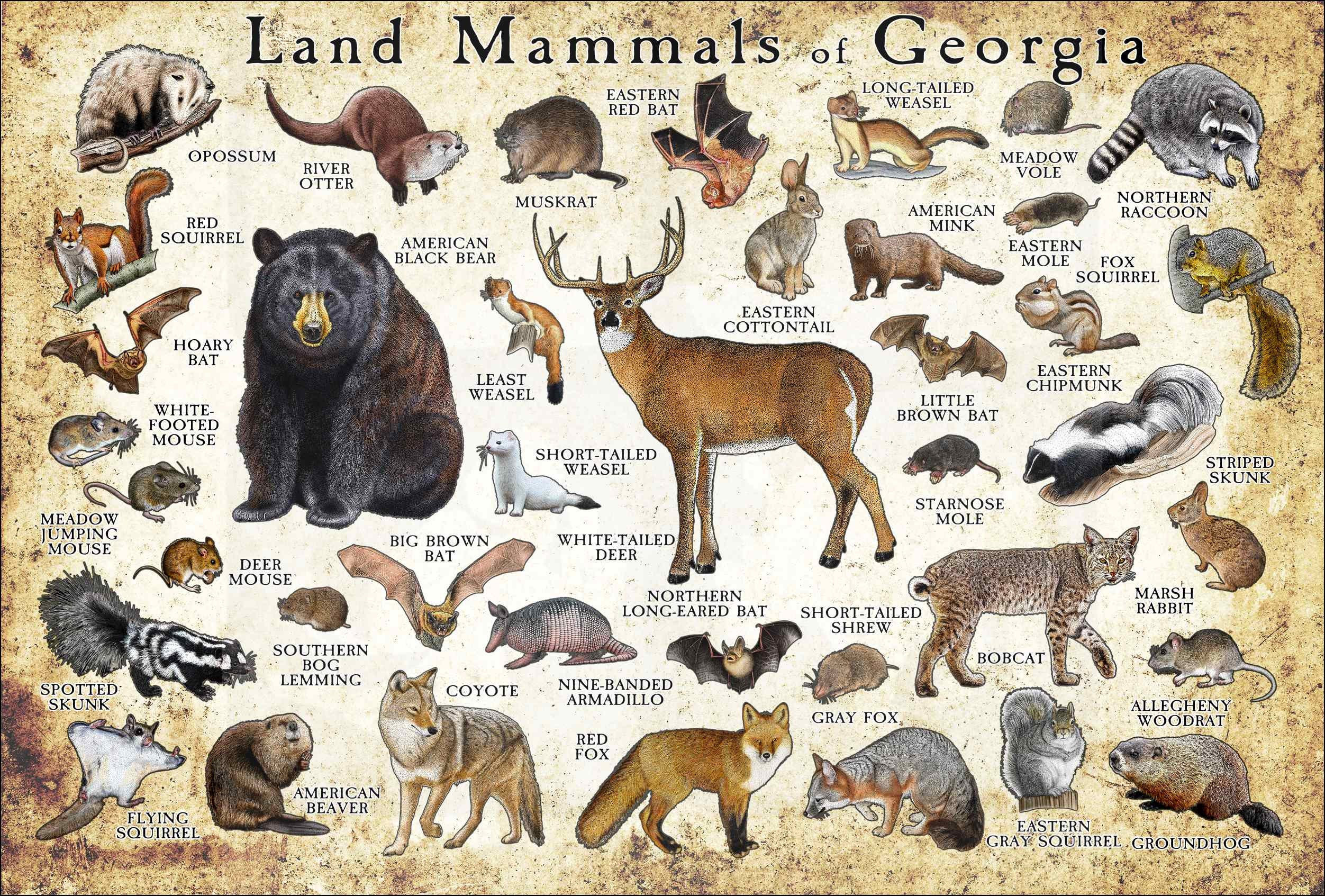 Georgia Mammals Poster Print: Wildlife Field Guide, Signed Art - Etsy