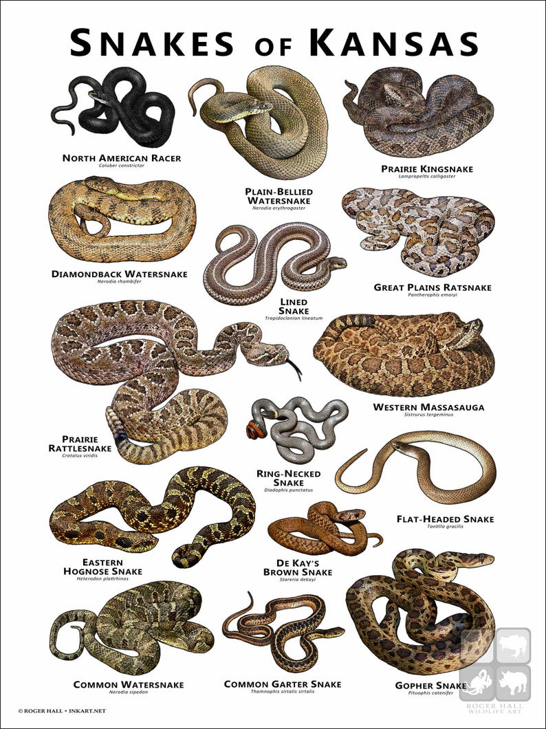 Snakes of Kansas Poster Print/field Guide - SIGNED BY ARTIST! - Etsy