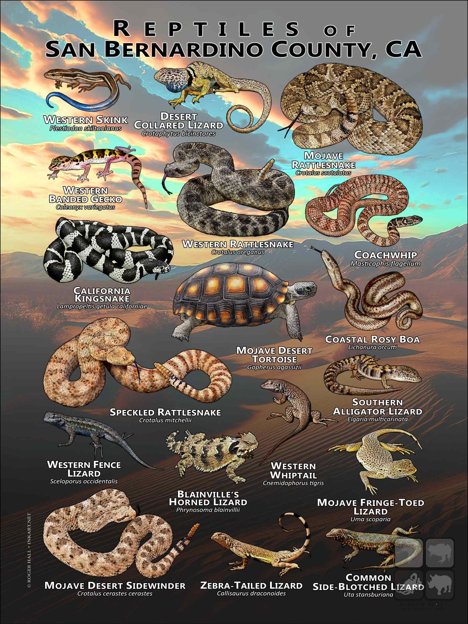 Custom Wildlife Poster - USA Region or County - Etsy
