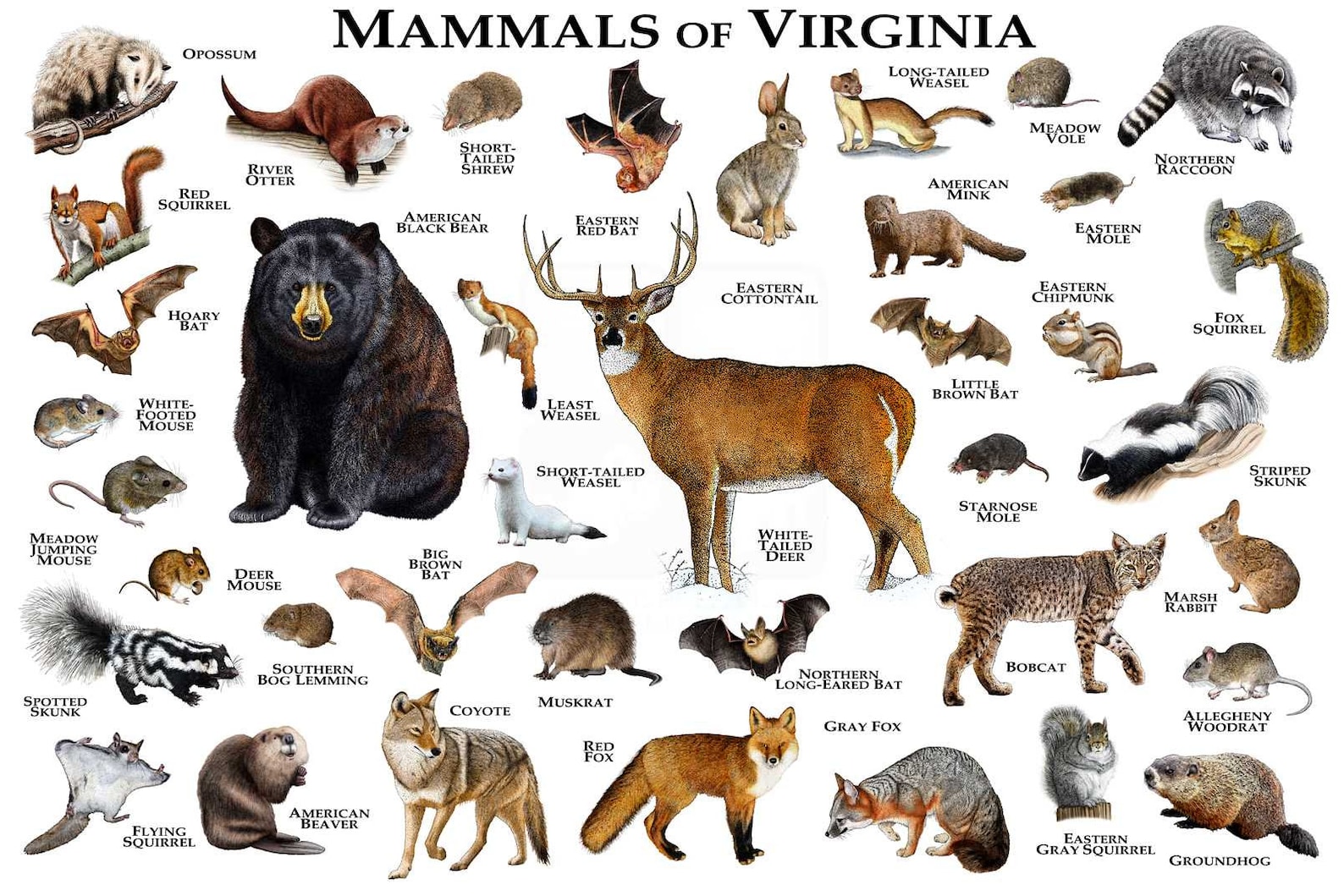 Mammals of Virginia Poster Print / Virginia Mammals Field | Etsy Canada