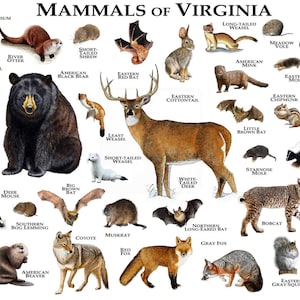 Mammals of Virginia Poster Print / Virginia Mammals Field | Etsy