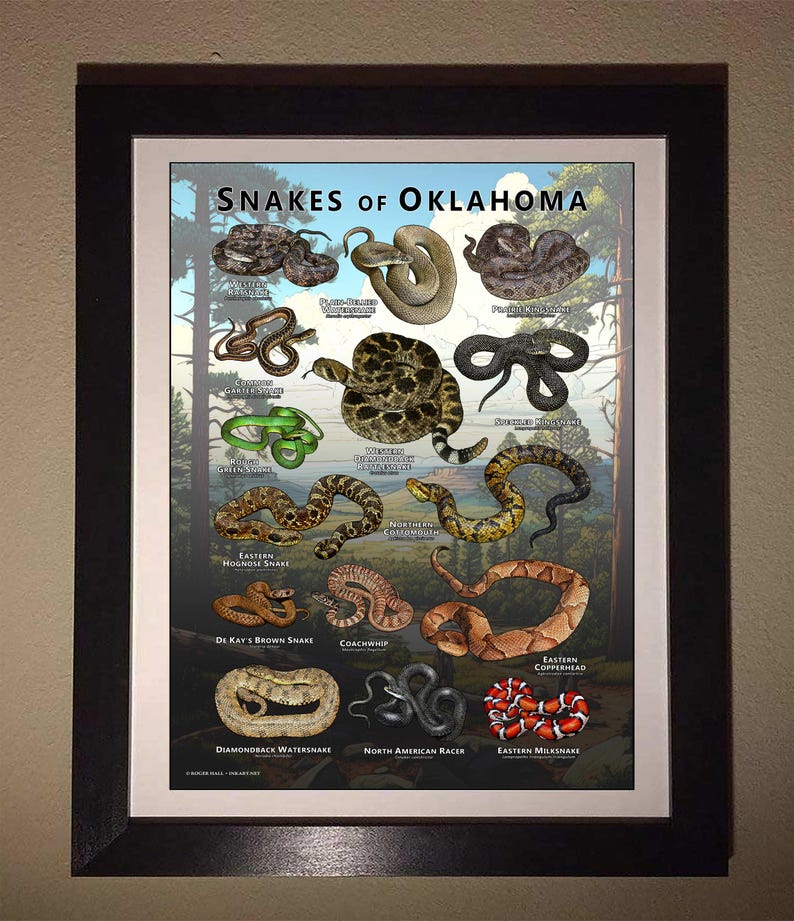 Snakes of Oklahoma Poster Print - Field Guide - Etsy