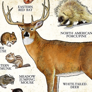 Mammals of New Jersey Poster Print / New Jersey Mammals Field Guide ...
