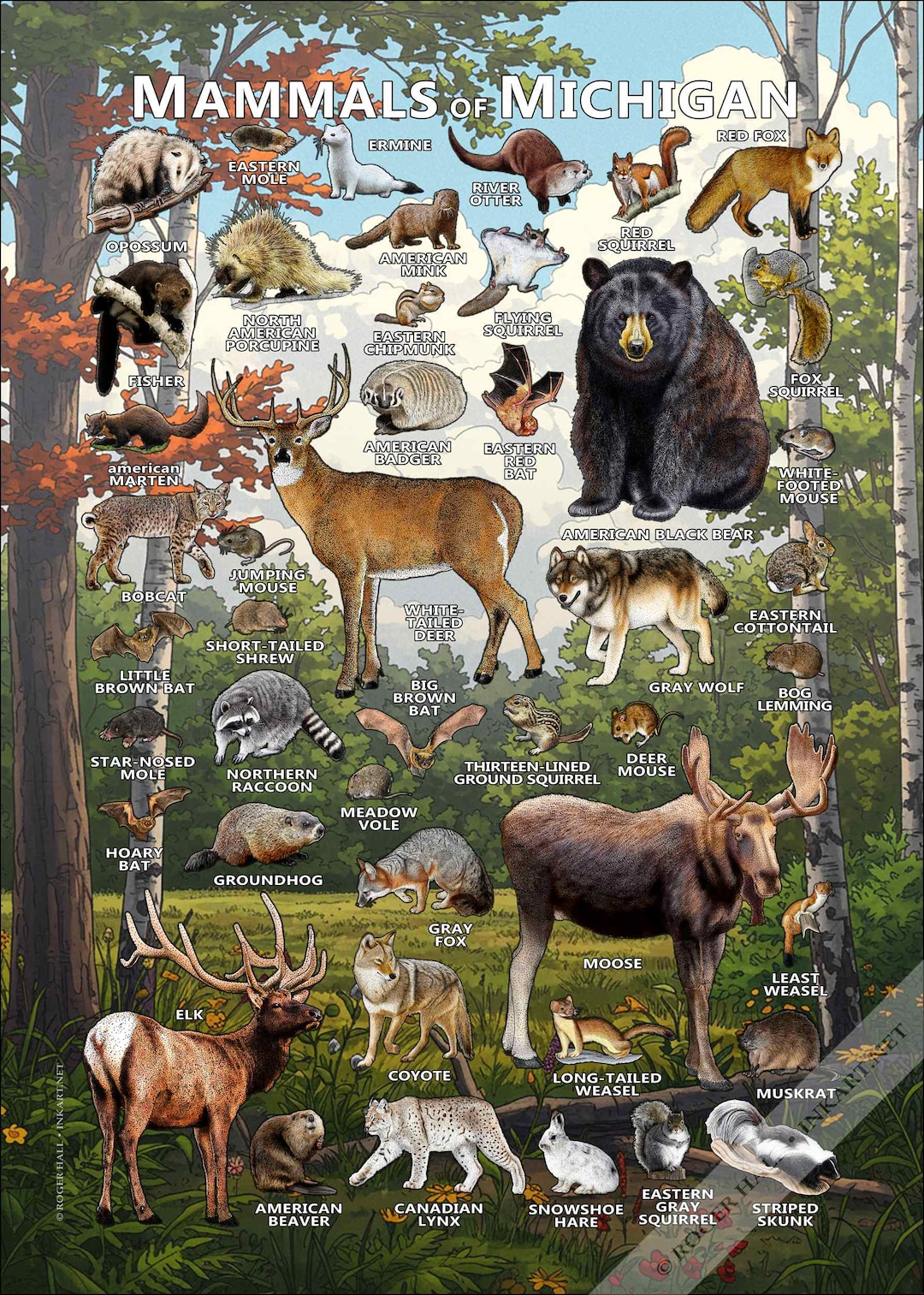 Michigan Mammals Poster Print: Signed Wildlife Art Field Guide - Etsy