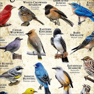 Songbirds of Missouri Poster Print Field Guide - Etsy