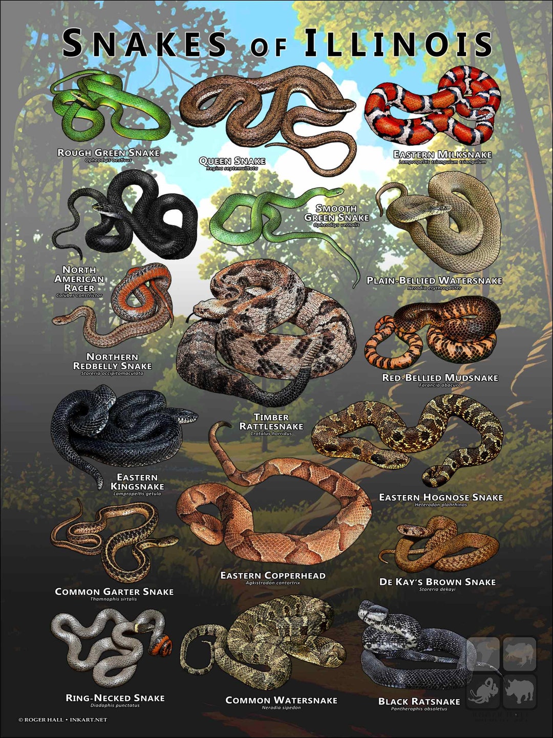 Snakes of Illinois Poster Print Field Guide - Etsy