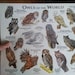 Owls of the World Poster Print - SIGNED BY ARTIST! - Etsy