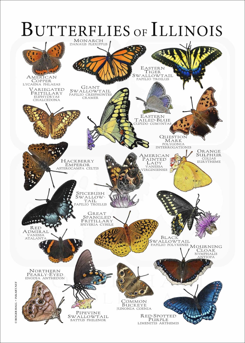 Butterflies of Illinois Poster Print Field Guide - Etsy