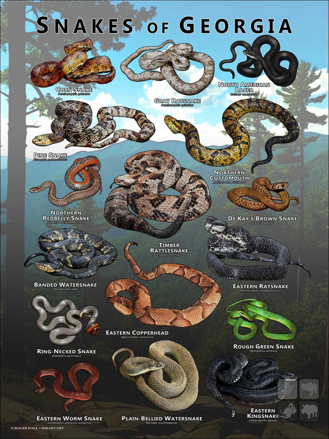 Snakes of Georgia Poster Print/field Guide - SIGNED BY ARTIST - Etsy