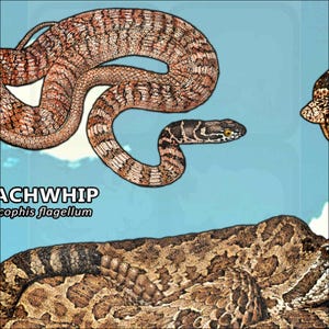 Snakes of New Mexico Poster Print/field Guide - SIGNED BY ARTIST! - Etsy