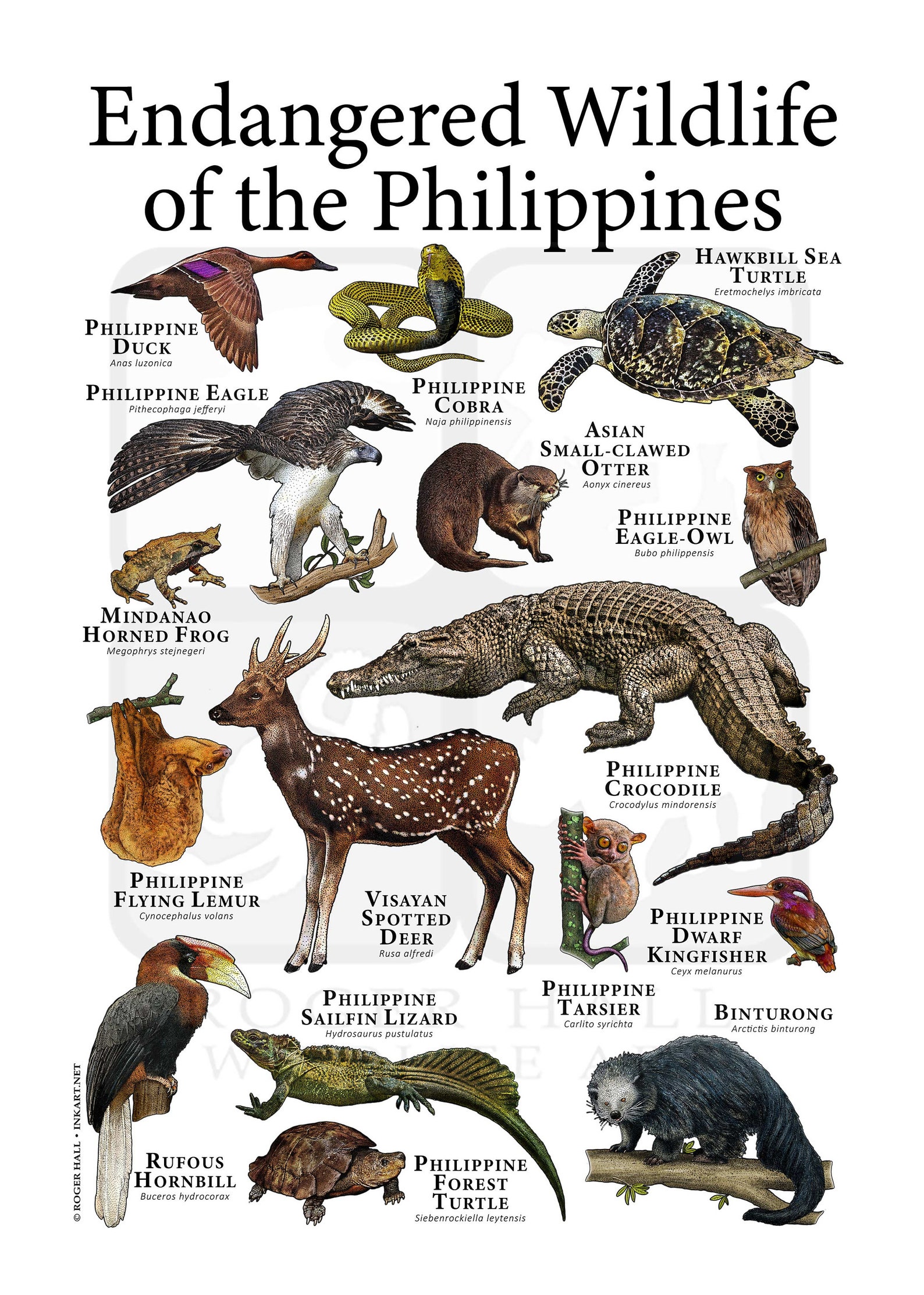Endangered Wildlife of the Philippines Poster Print | Etsy