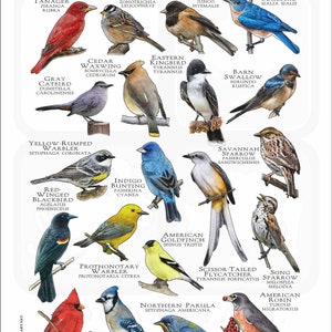 Songbirds of Missouri Poster Print Field Guide - Etsy