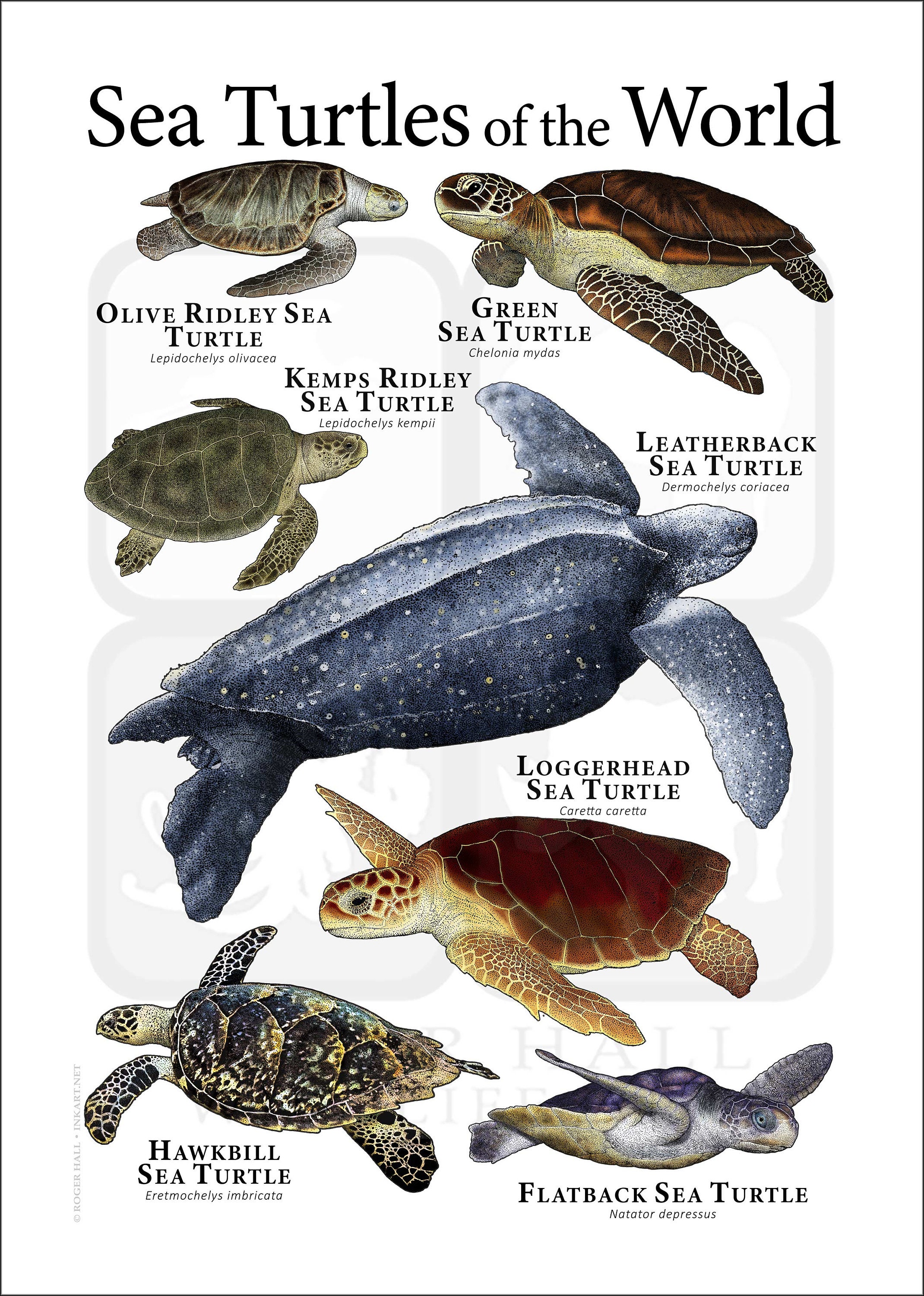 Sea Turtles of the World Poster Print - SIGNED BY ARTIST! - Etsy