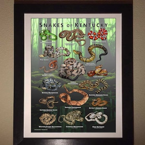 Snakes of Kentucky Poster Print Field Guide - Etsy