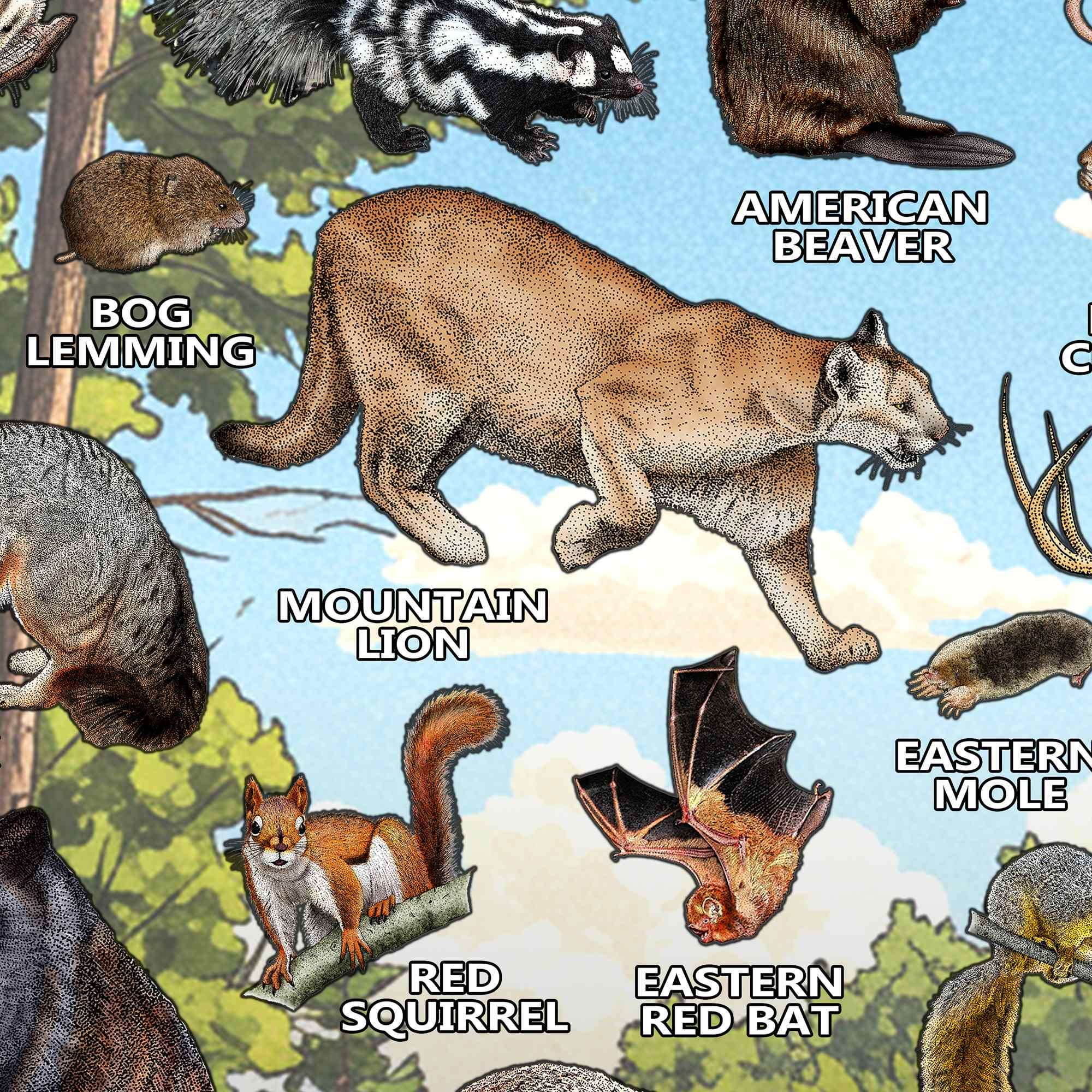 Missouri Mammals Poster Print: Field Guide Art - Signed - Etsy
