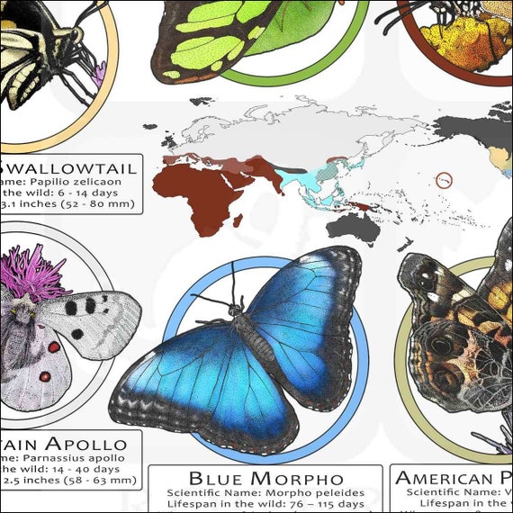 Butterflies Of The World Poster