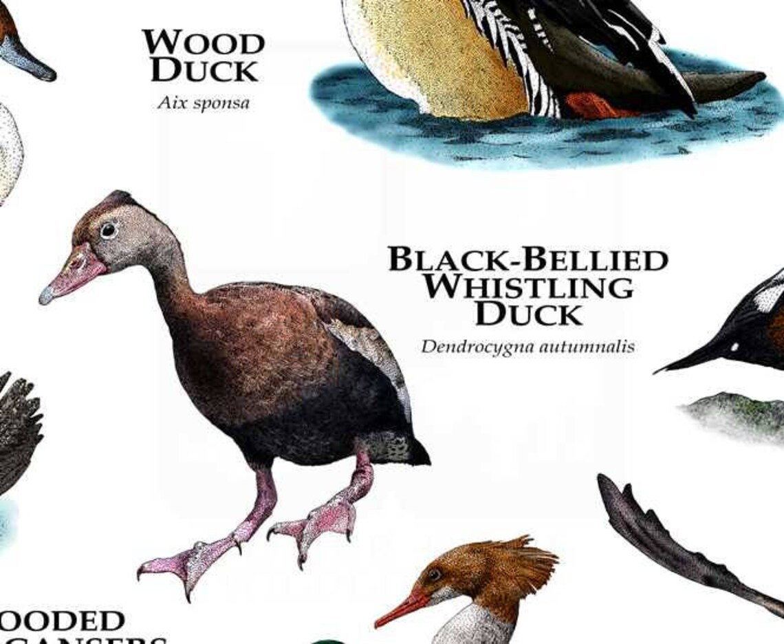 Ducks of North America Poster Print - Etsy