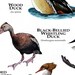 Ducks of North America Poster Print - Etsy