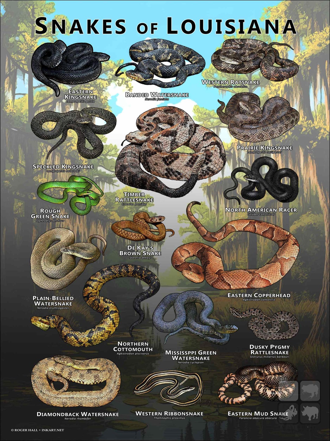 Snakes of Louisiana Poster Print/field Guide - SIGNED BY ARTIST! - Etsy