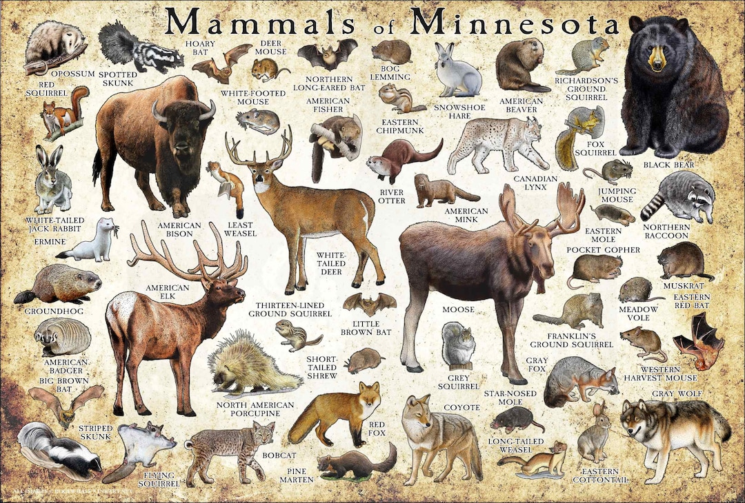 Mammals of Minnesota Poster Print / Minnesota Mammals Field Guide ...