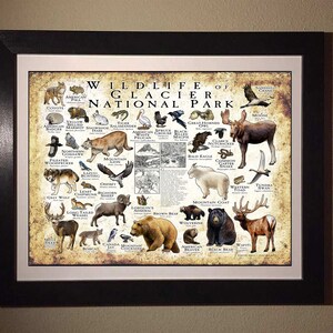 Wildlife of Glacier National Park/field Guide - SIGNED BY ARTIST! - Etsy