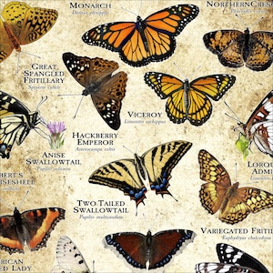 Butterflies of Colorado Poster Print - Field Guide - Etsy