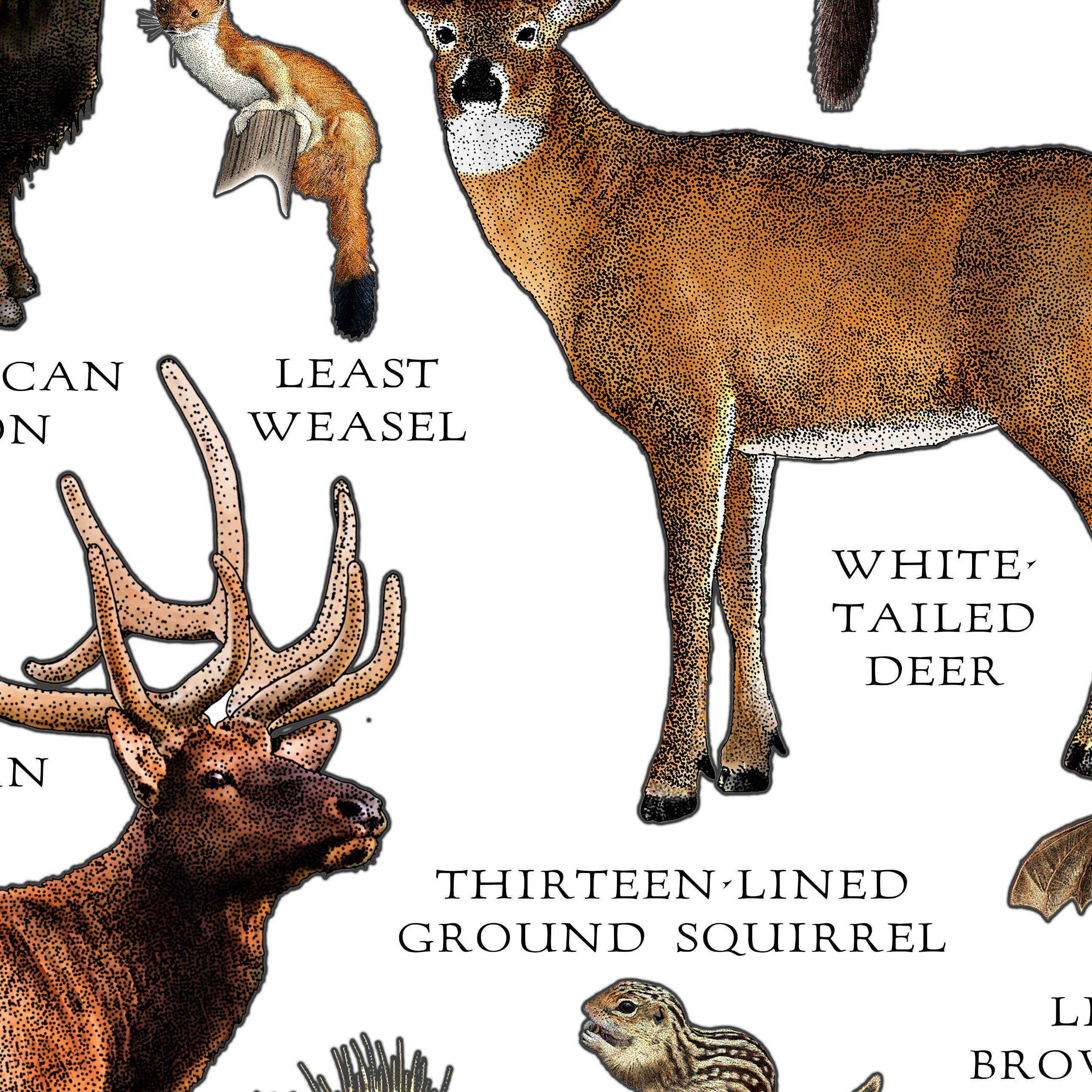 Mammals of Minnesota Poster Print / Minnesota Mammals Field - Etsy UK