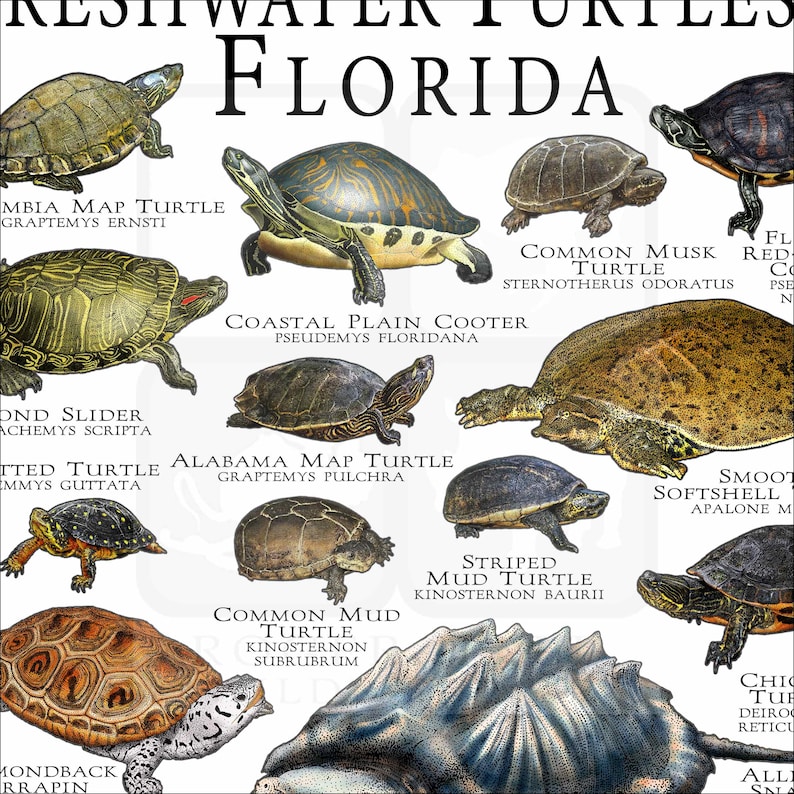 Freshwater Turtles of Florida Poster Print - Field Guide - Etsy
