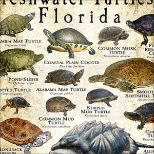 Freshwater Turtles of Florida Poster Print - Field Guide - Etsy