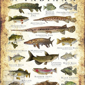 Sportfish of Indiana Poster Print/field Guide - SIGNED BY ARTIST! - Etsy