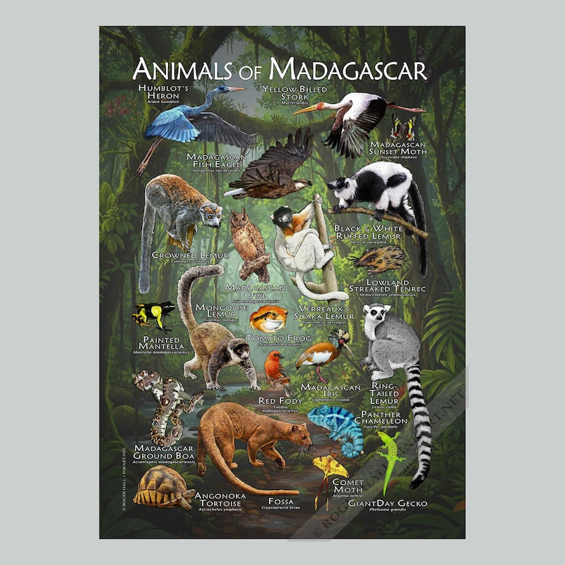Endangered Animal Poster - Etsy