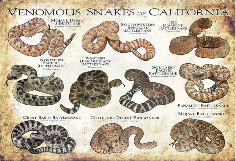 Venomous Snakes of California Art Print / Field Guide - SIGNED BY ...
