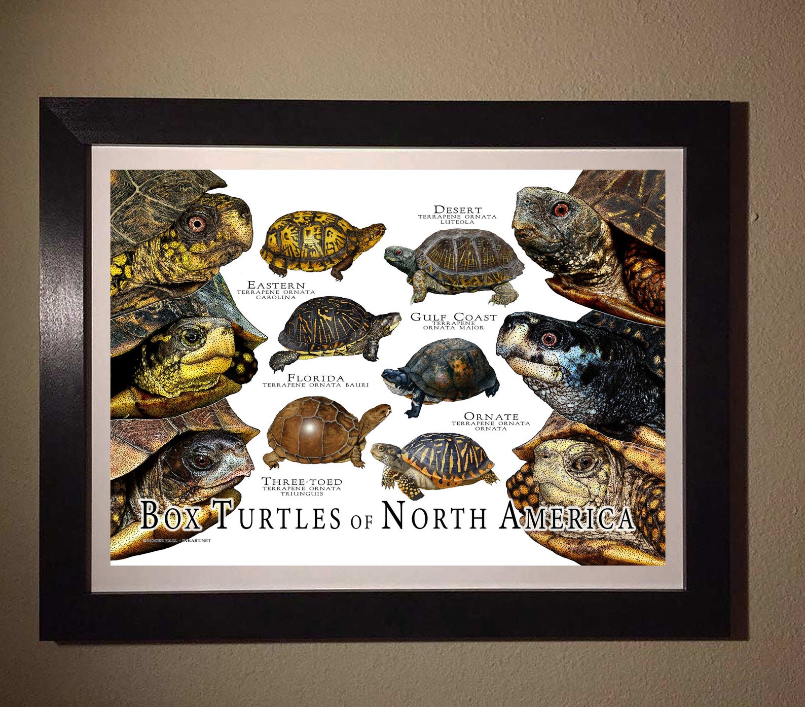Box Turtles of North America Poster / Field Guide - Etsy
