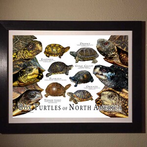 Box Turtles of North America Poster / Field Guide - SIGNED BY ARTIST ...