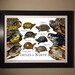 Box Turtles of North America Poster / Field Guide - SIGNED BY ARTIST ...