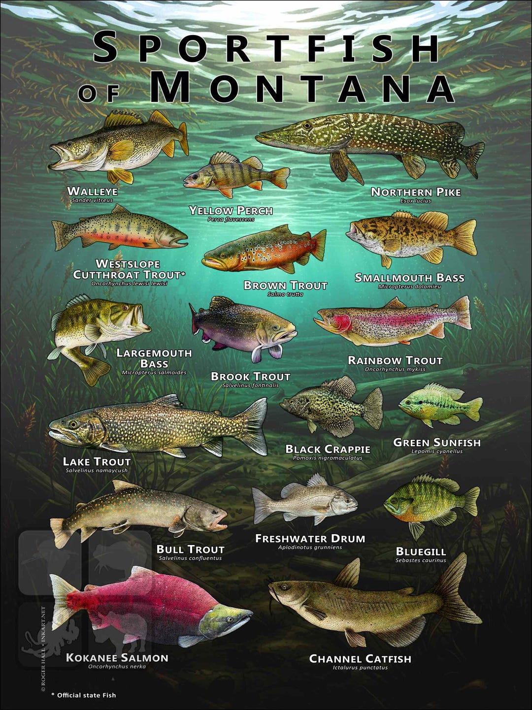 Sportfish of Montana Poster Print/field Guide - SIGNED BY ARTIST! - Etsy