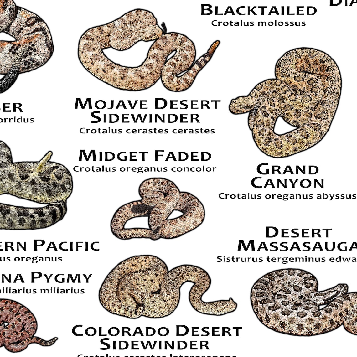 Rattlesnakes of the United States Art Print / Field Guide - Etsy