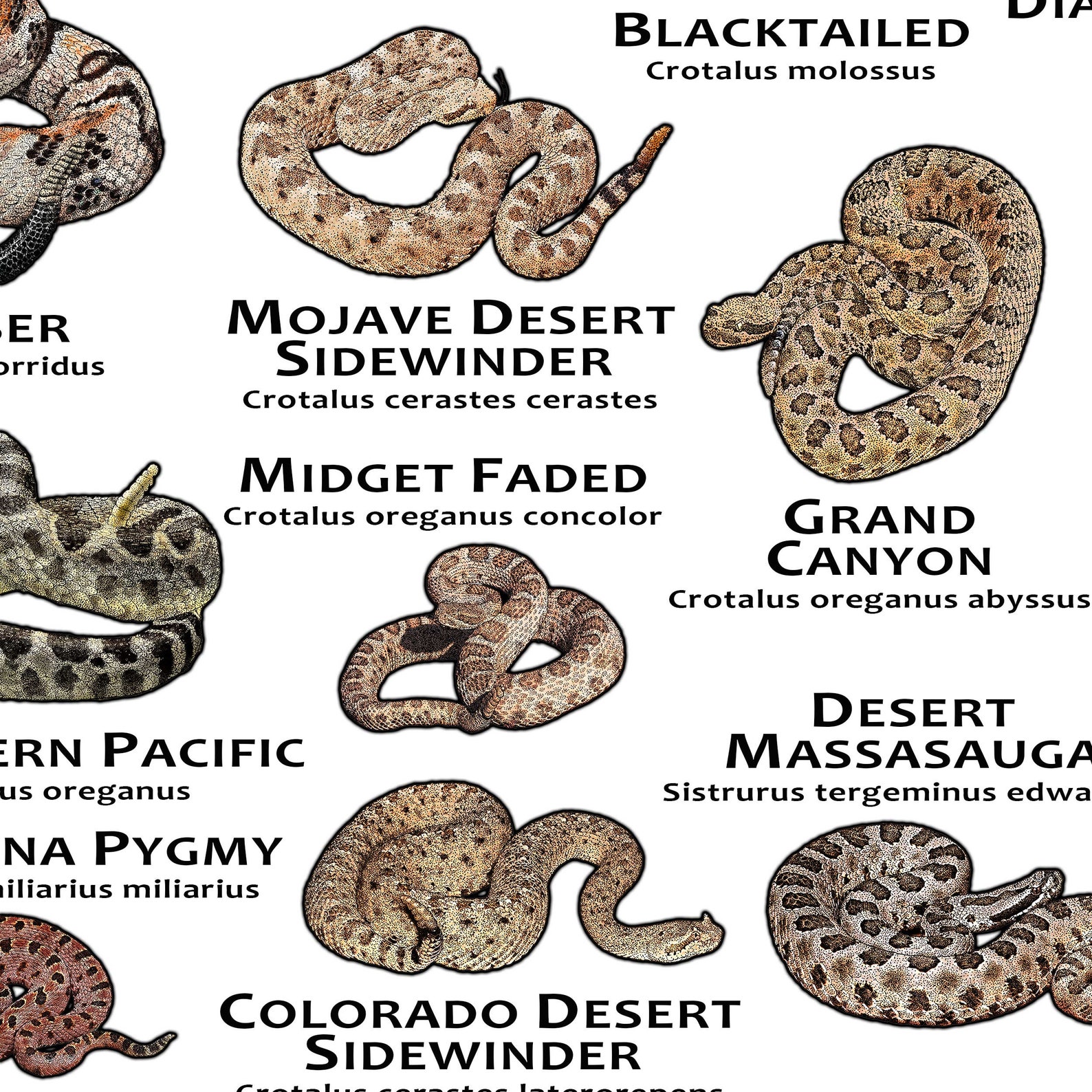 Rattlesnakes of the United States Art Print / Field Guide - SIGNED BY ...