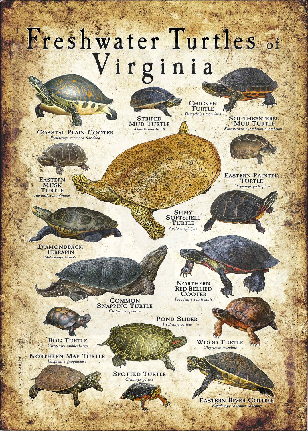 Freshwater Turtles of Virginia Poster Print/field Guide - SIGNED BY ARTIST! - Etsy