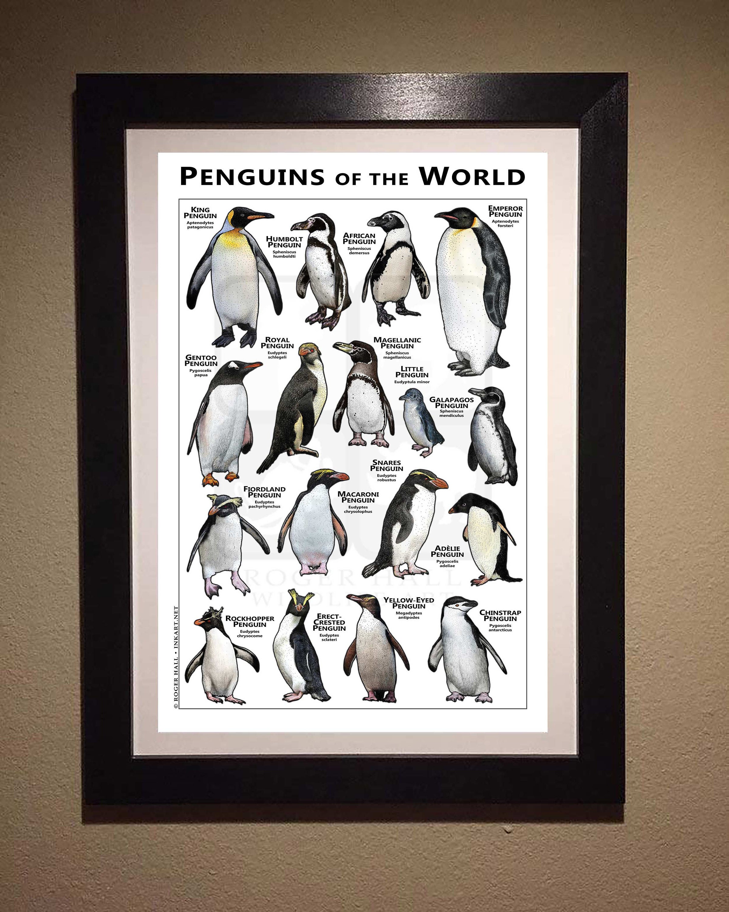 Fine Art Bamboo Print A4 Portrait King Penguin with Scientific Name ...
