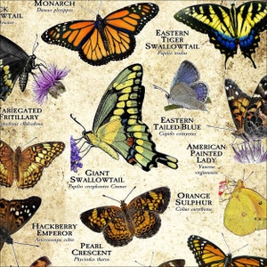 Butterflies of Iowa Poster Print/field Guide - SIGNED BY ARTIST! - Etsy