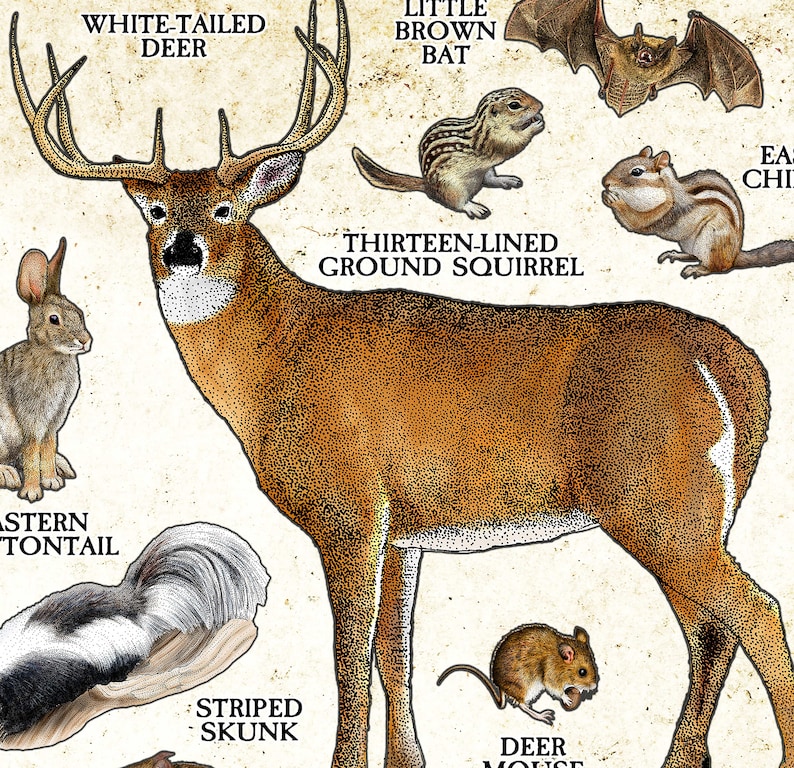 Ohio Mammals Poster Print: Signed Wildlife Art Field Guide - Etsy
