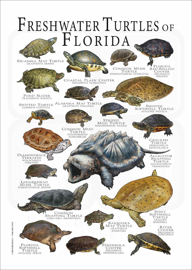 Freshwater Turtles of Florida Poster Print - Field Guide - Etsy