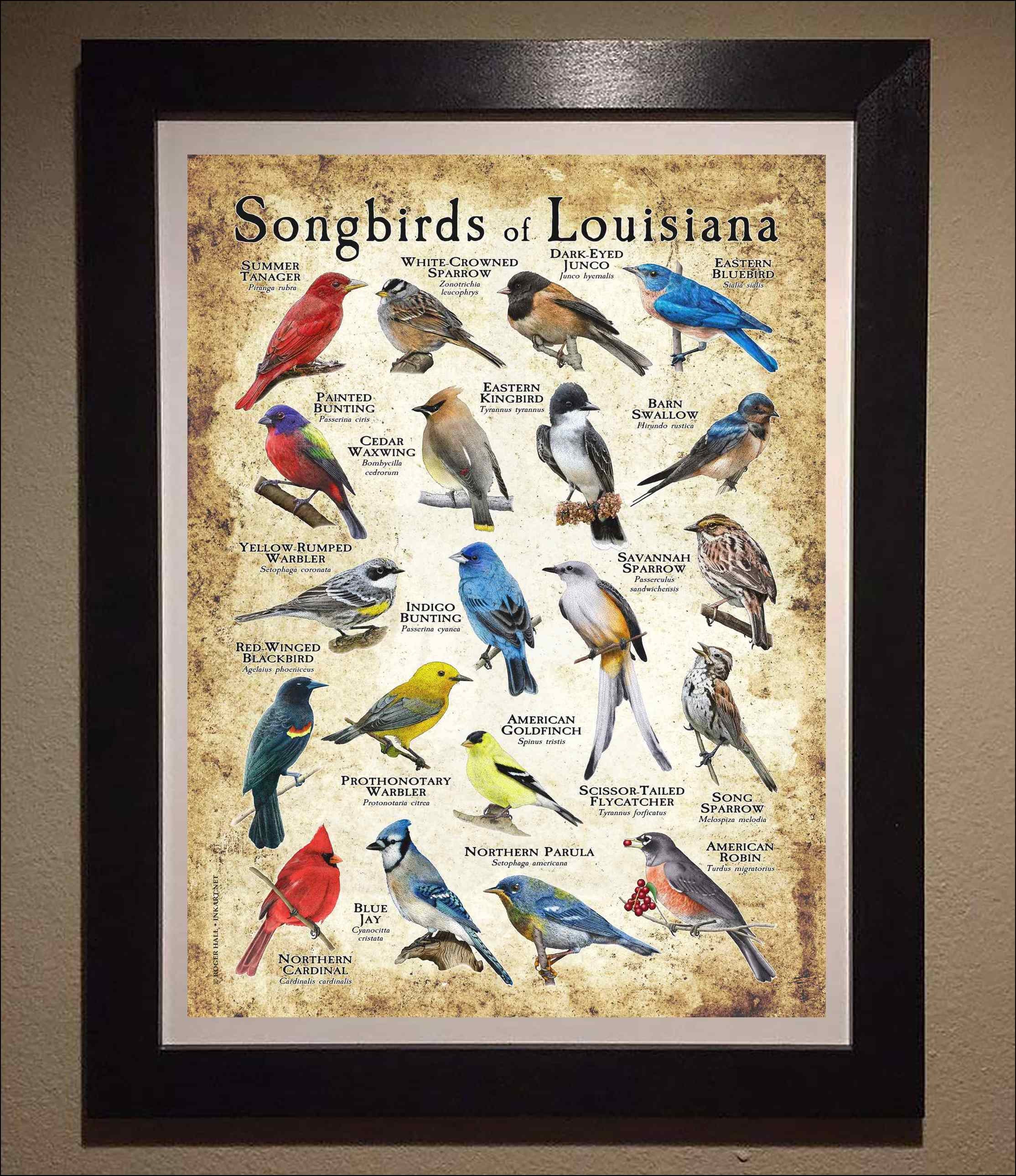 Songbirds of Louisiana Poster Print/field Guide - SIGNED BY ARTIST! - Etsy