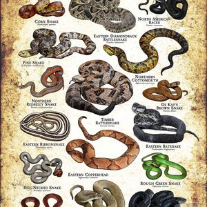 Snakes of Alabama Poster Print/field Guide - SIGNED BY ARTIST! - Etsy
