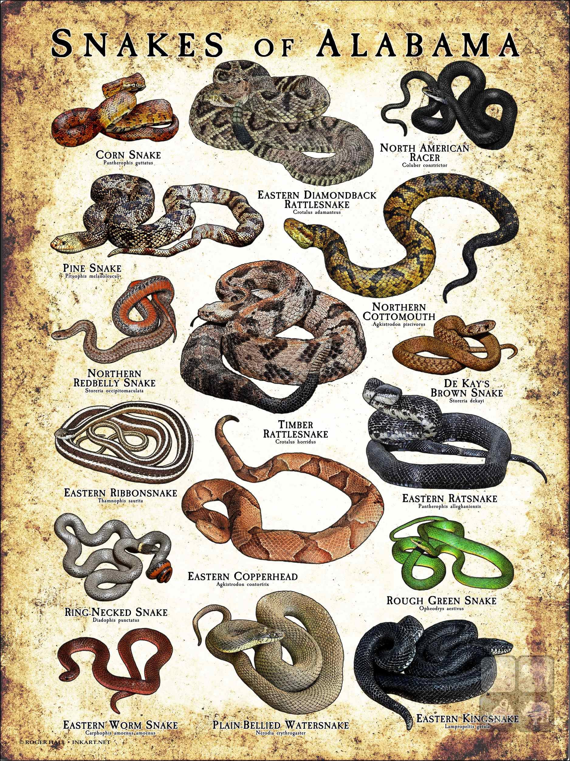 Snakes of Alabama Poster Print/field Guide - SIGNED BY ARTIST! - Etsy