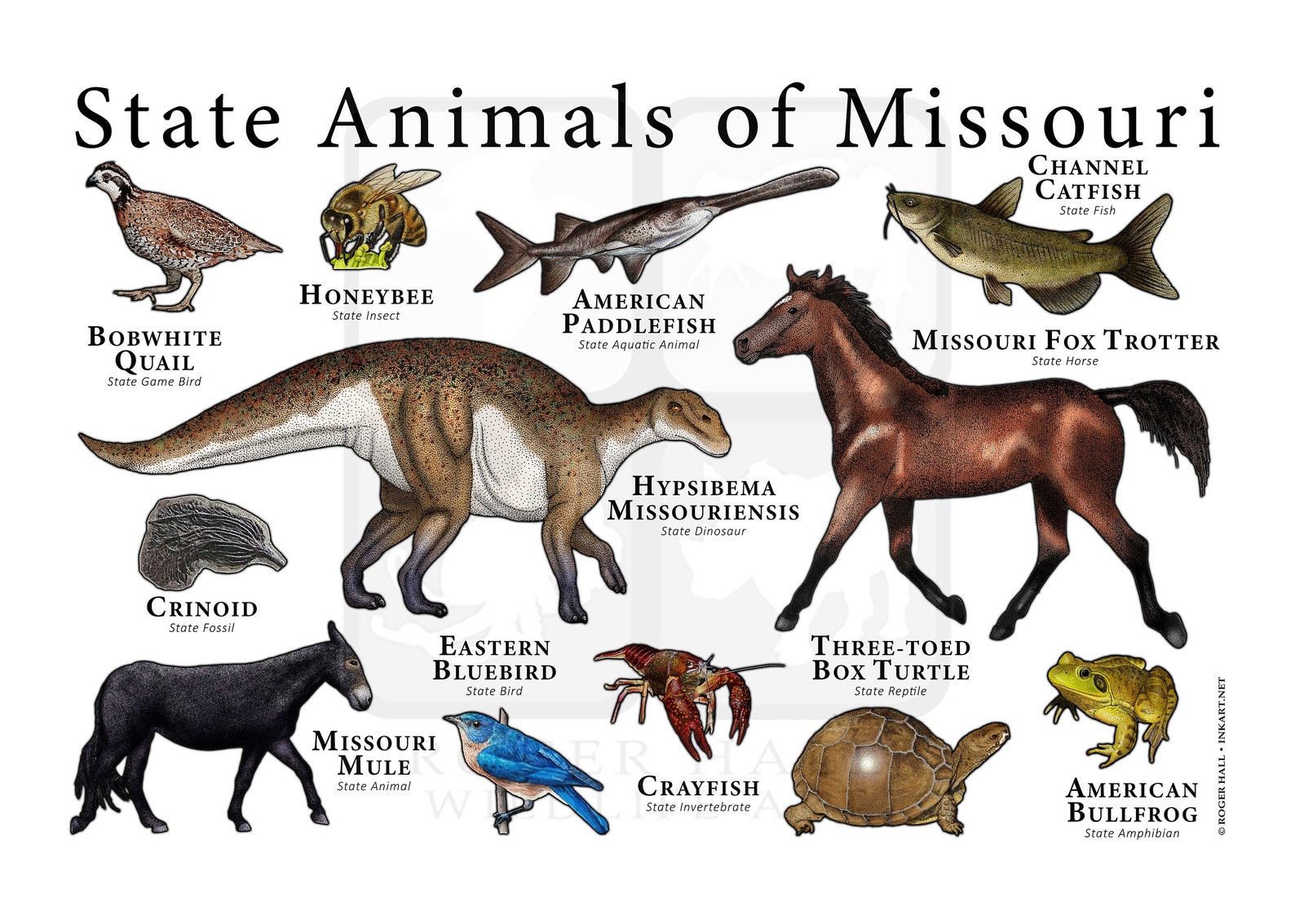 Missouri State Animals Poster Print - Etsy