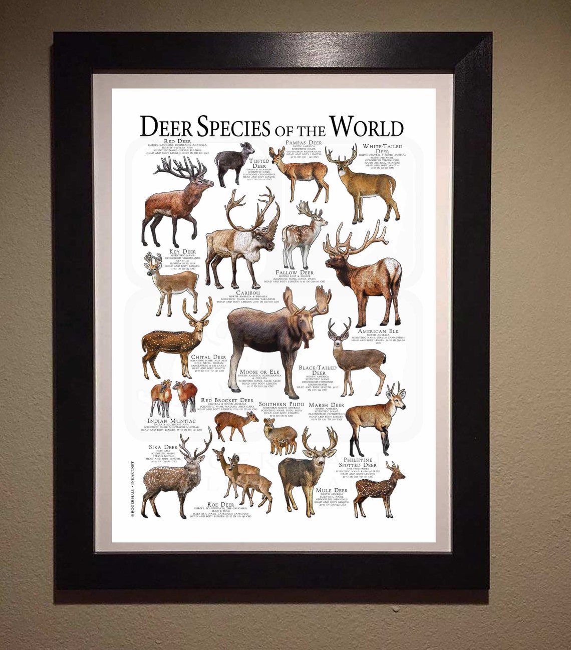 Deer Species of the World Poster Print - Etsy