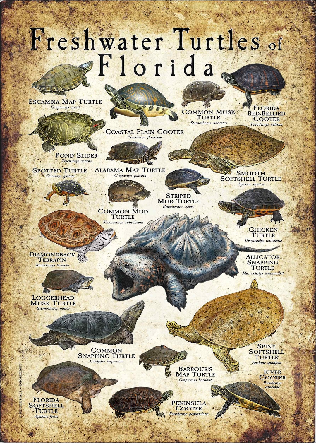 Freshwater Turtles of Florida Poster Print - Field Guide - Etsy
